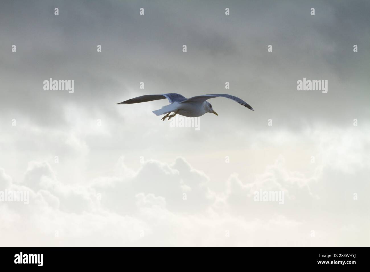Flying bird freedom seaside hi-res stock photography and images - Alamy