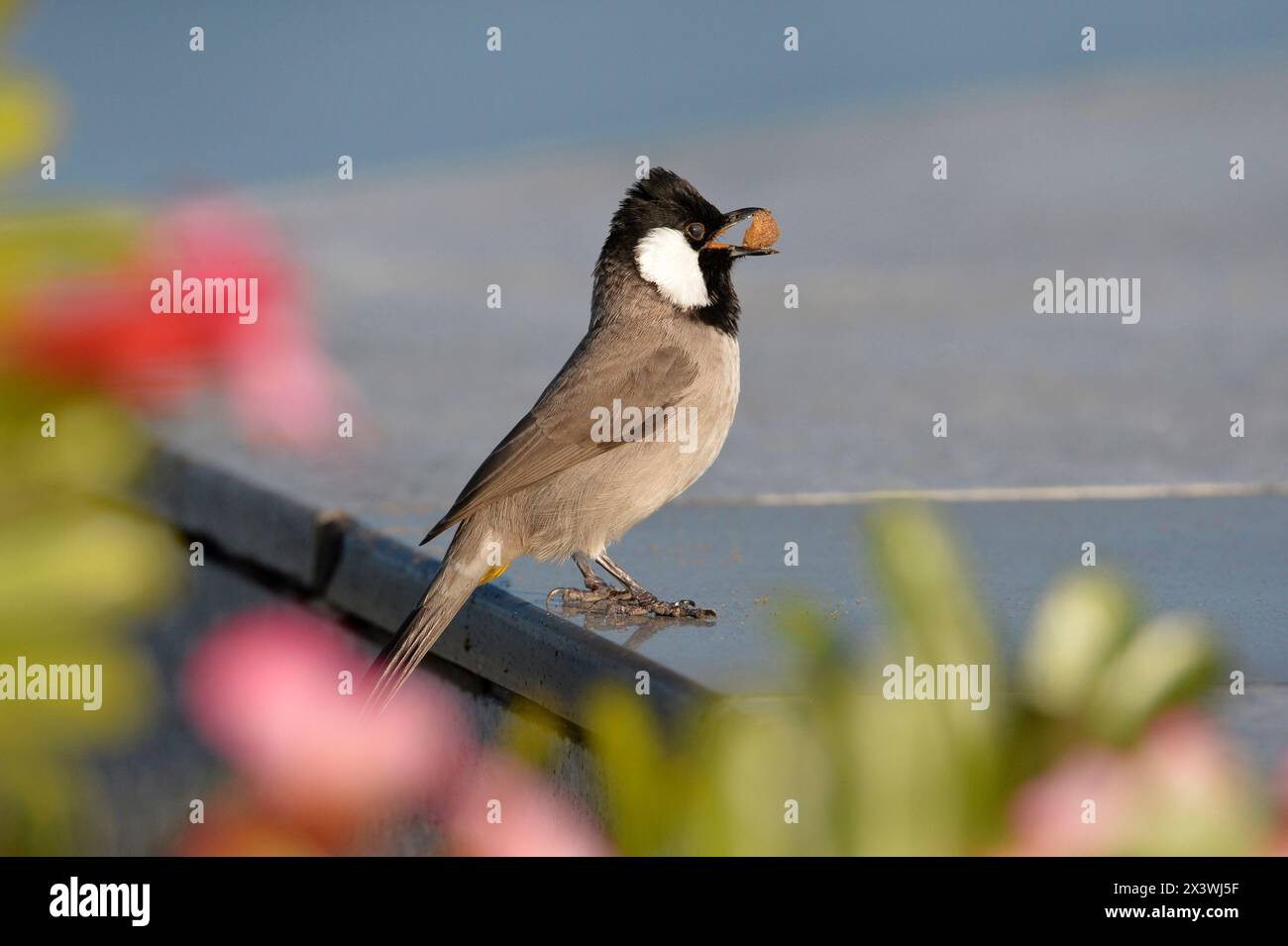 Sultanate of Oman, Oman, White-eared Bulbul, Pycnonotus leucotis Stock ...