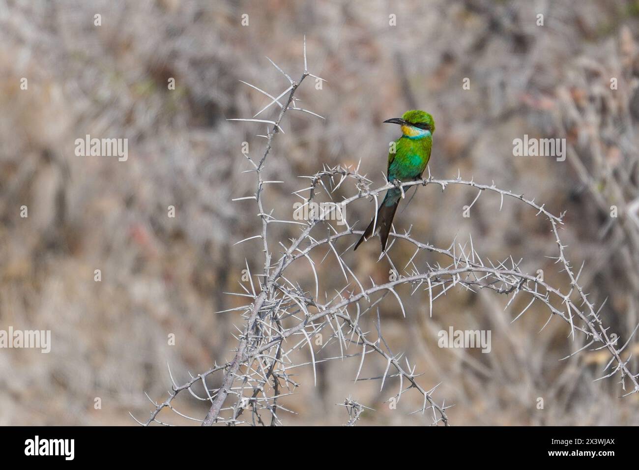 Birds of etosha national park hi-res stock photography and images - Alamy
