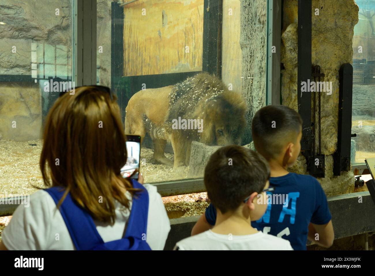 Lion glass cage hi-res stock photography and images - Alamy