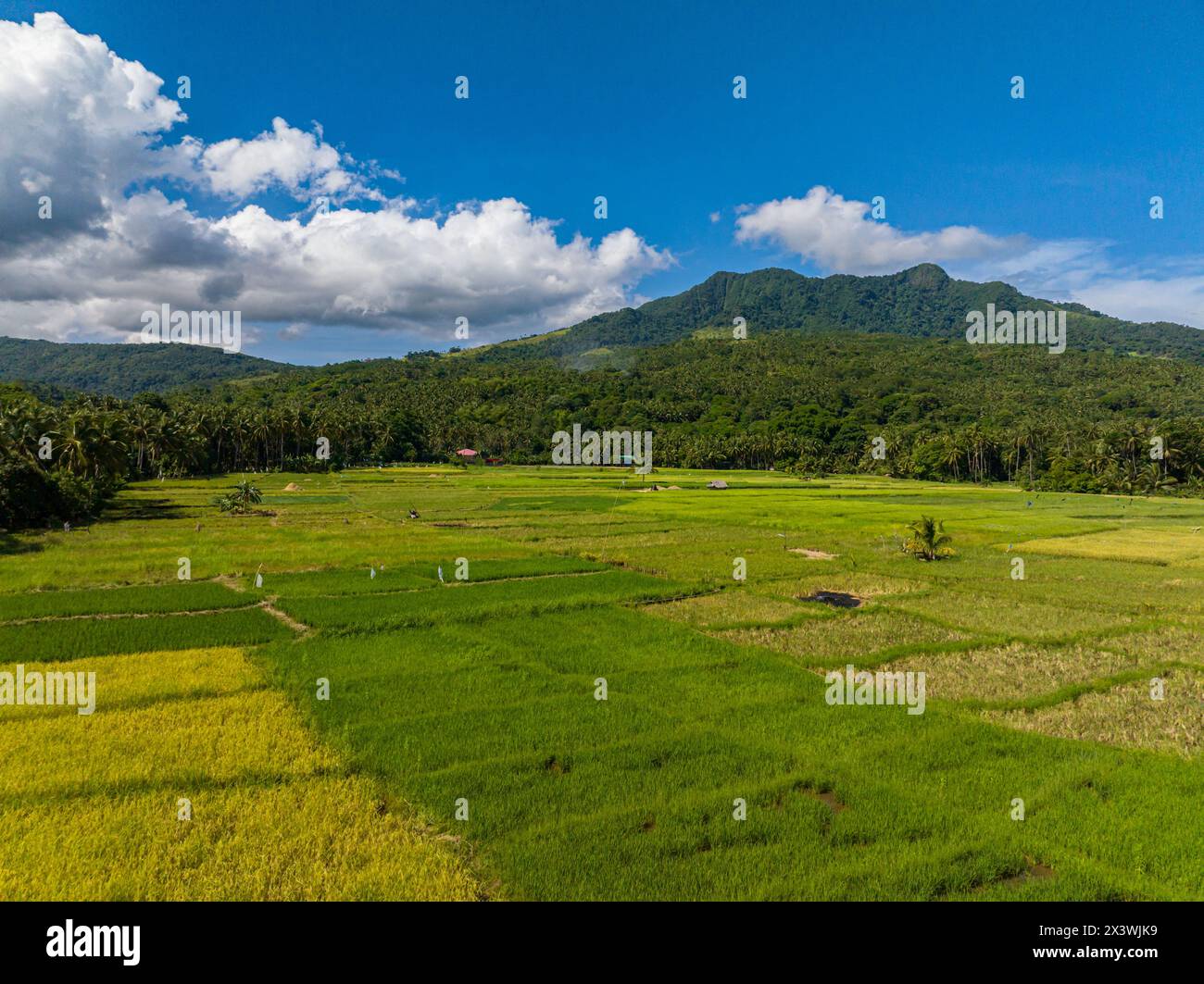 Farmland with rice fields in mountainside of Camiguin Island ...