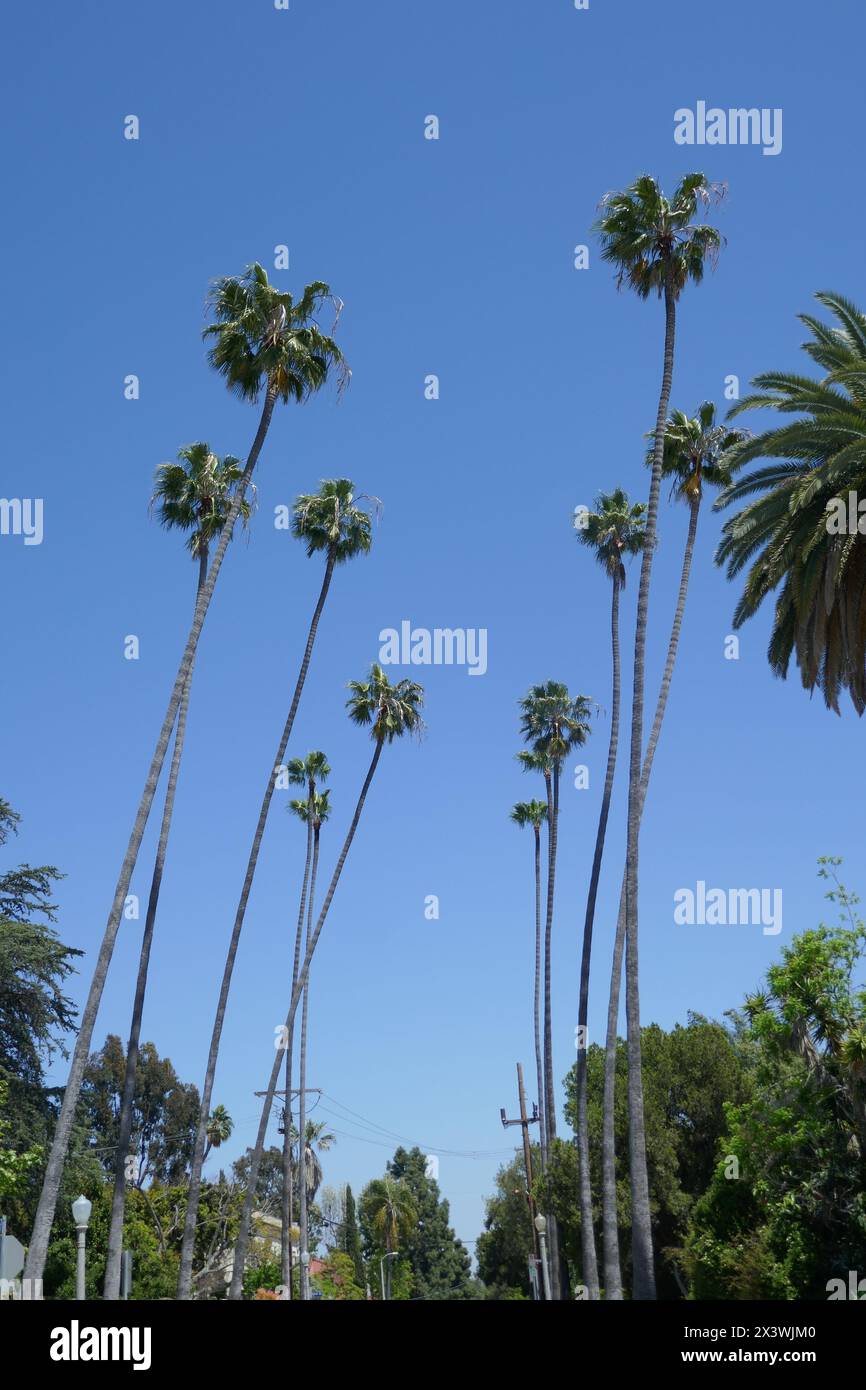 Los Angeles, California, USA 28th April 2024 Palm Trees on Irving Blvd ...