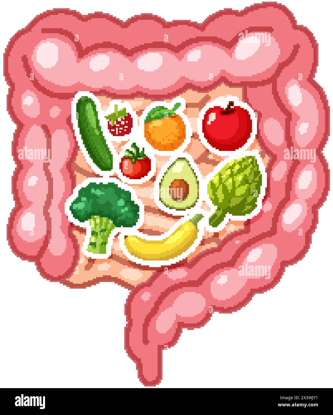 Illustration of intestines filled with fruits and vegetables Stock ...