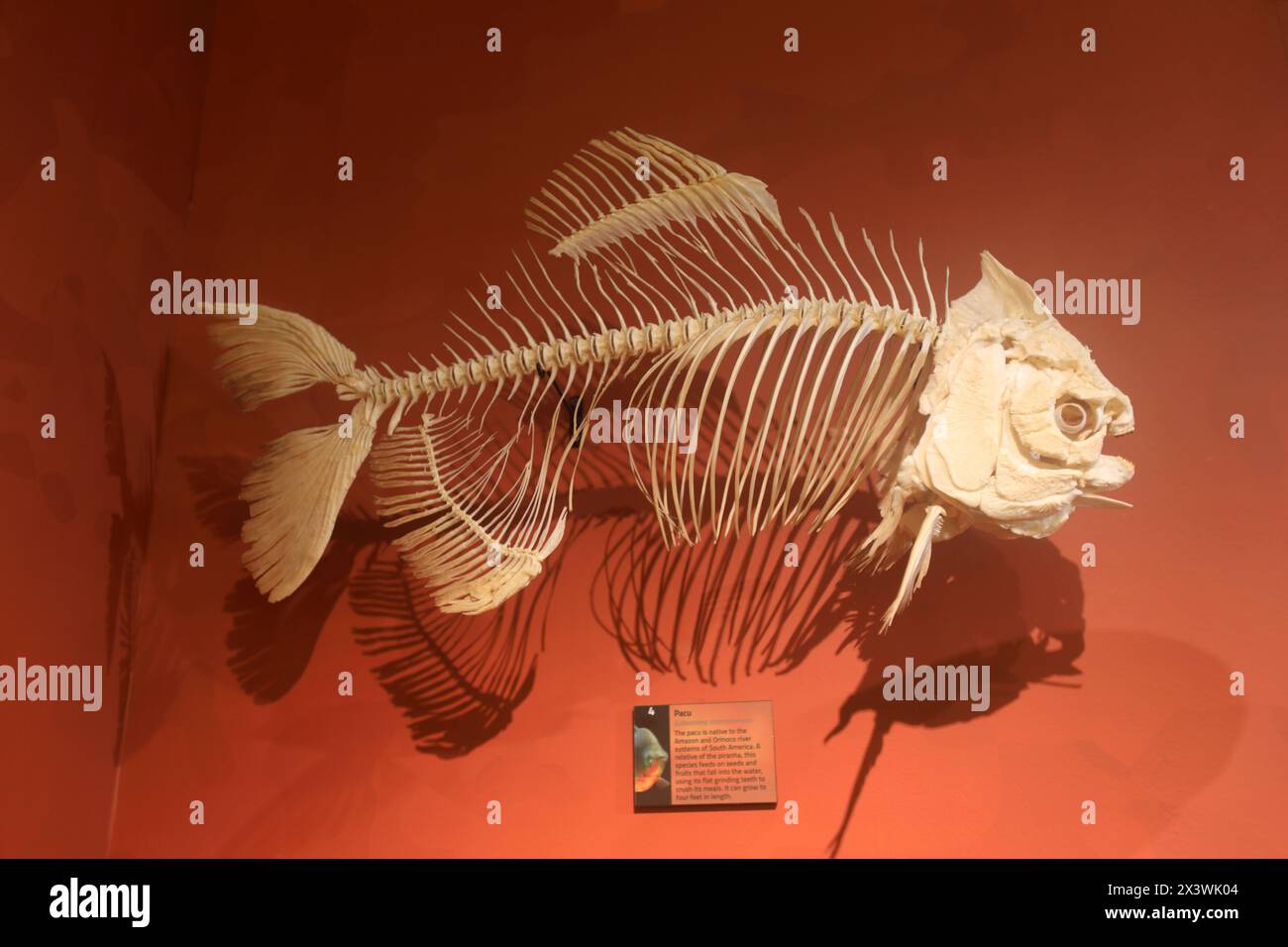 Usa, Floride, Orlando. SKELETONS: Museum Of Osteology. Fish Stock Photo ...