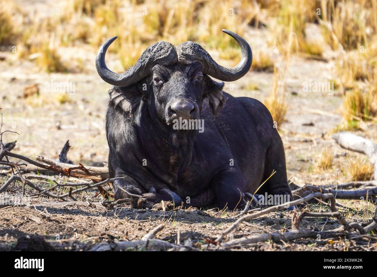 Buffalo core area hi-res stock photography and images - Alamy