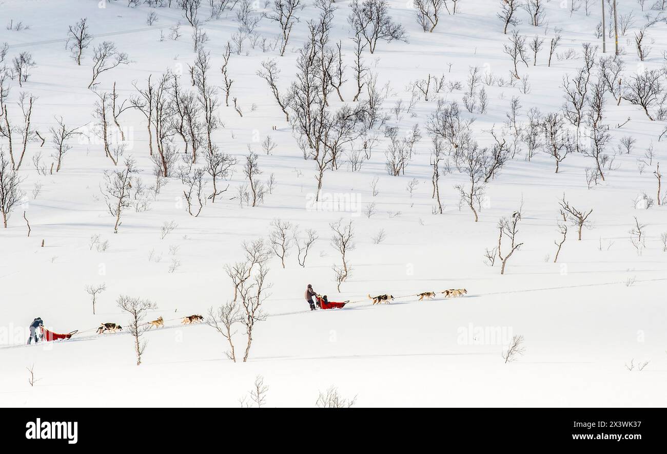 Tromso norway dog sled hi-res stock photography and images - Alamy