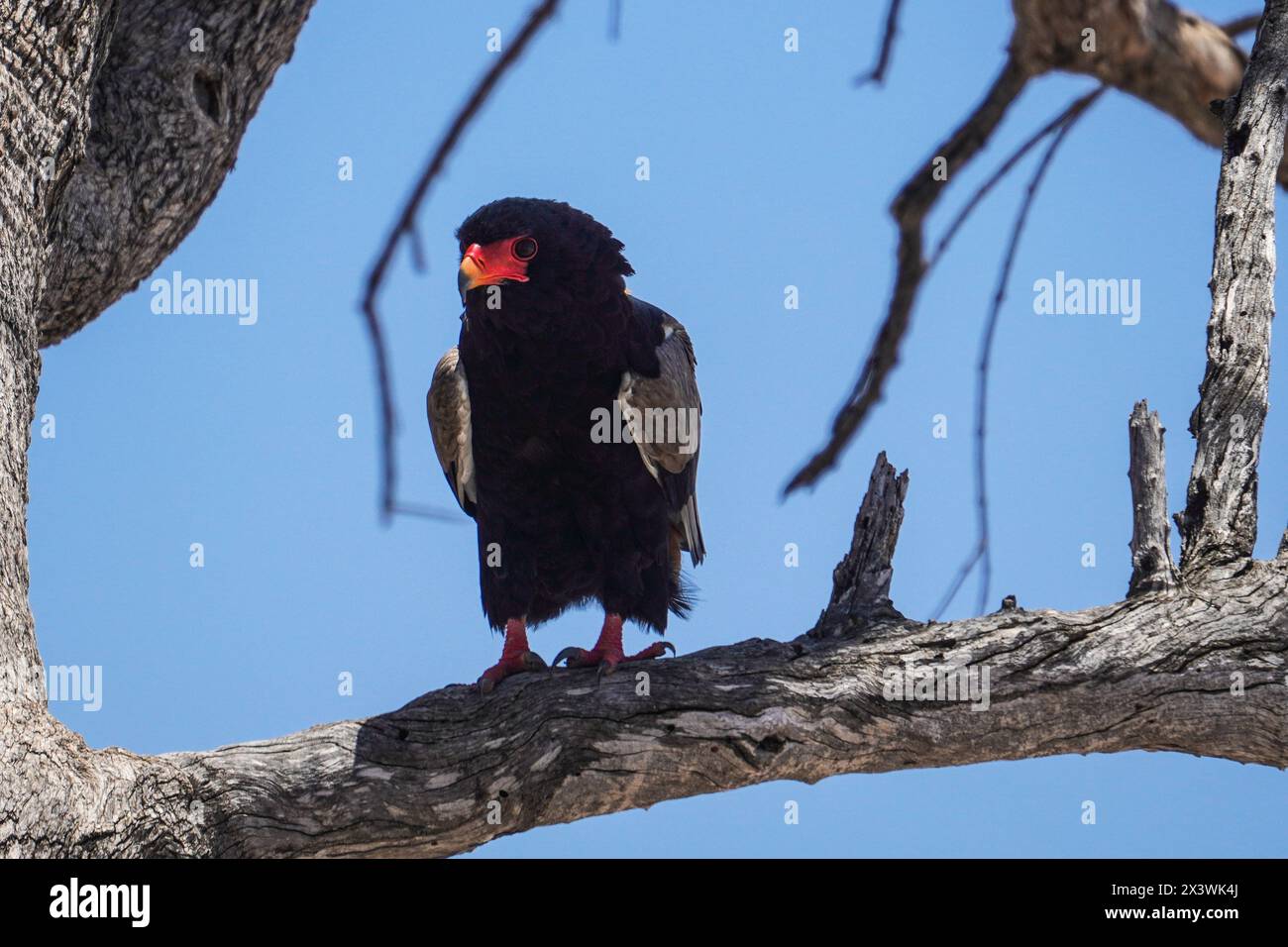 Buffalo core area hi-res stock photography and images - Alamy