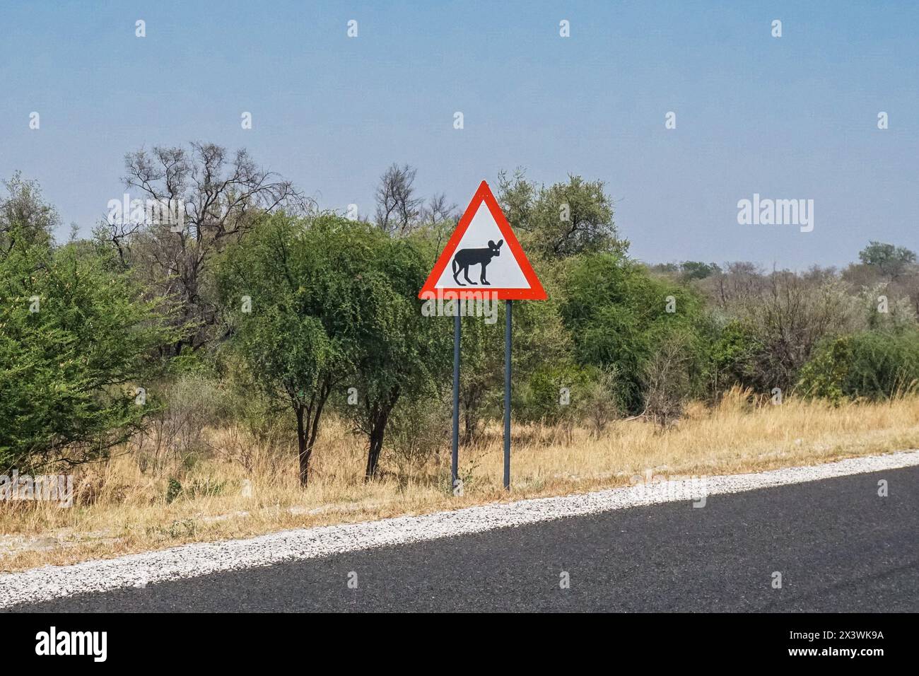 Zimbabwe african wild dog hi-res stock photography and images - Alamy