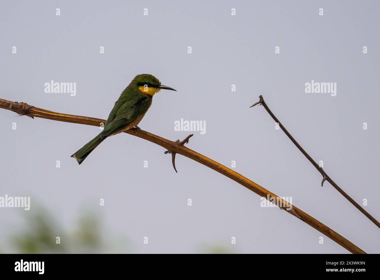 Bee-eater in the Bwabwata National Park, Namibia Stock Photo - Alamy