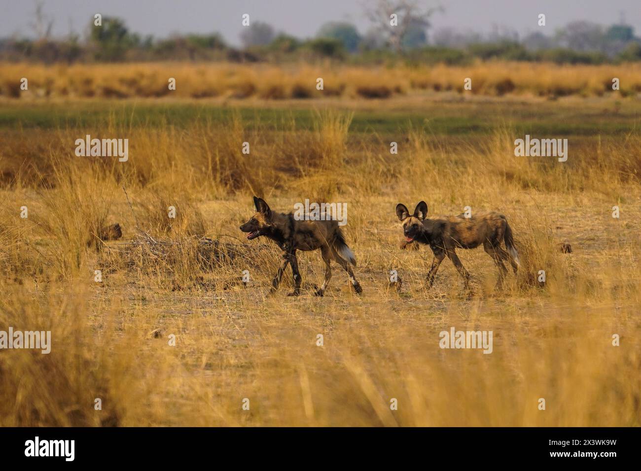African wild dogs in the Bwabwata National Park, Namibia Stock Photo ...