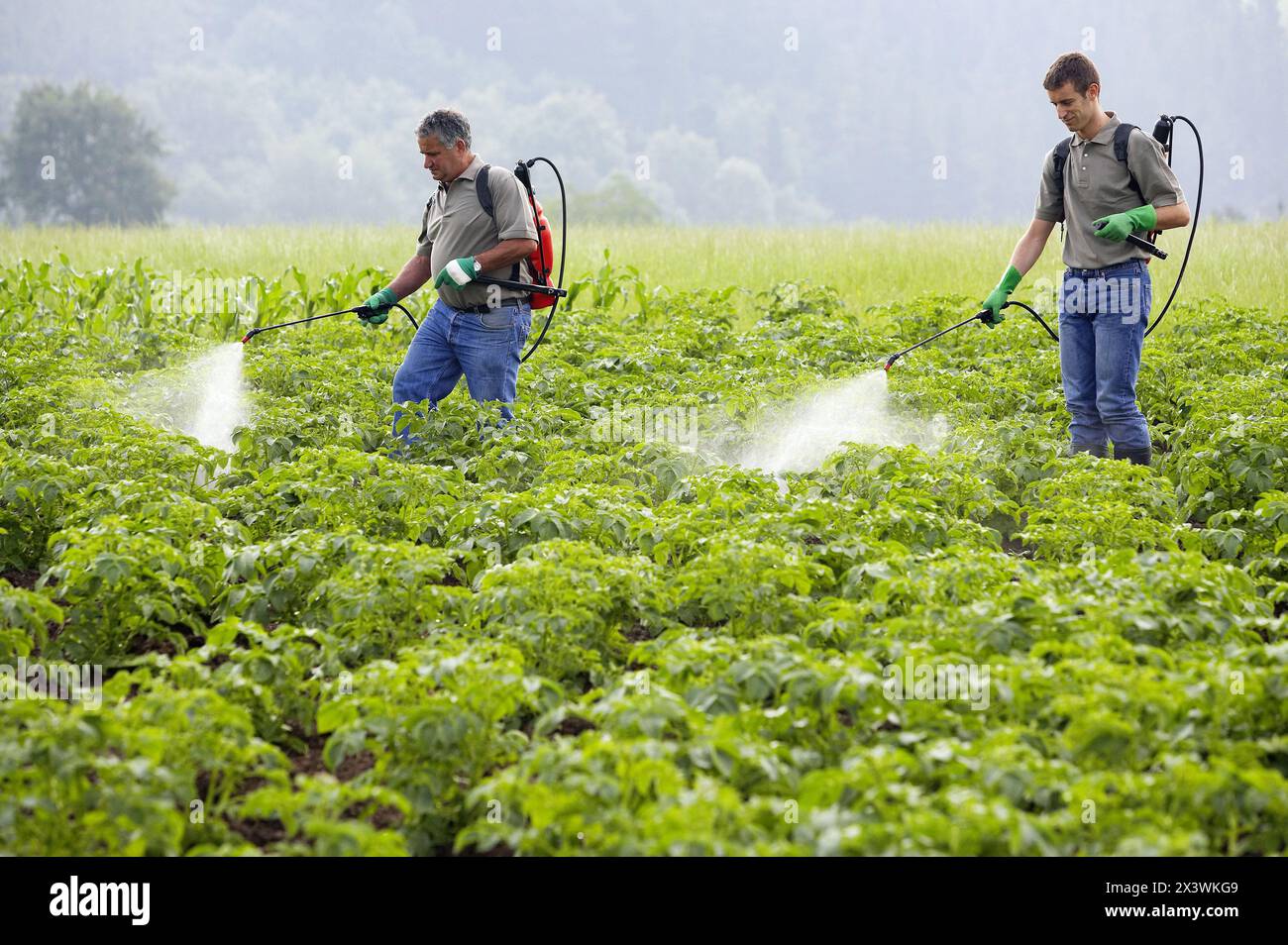Farmers treating potato plants with sprayer (fertilizer, insecticide ...