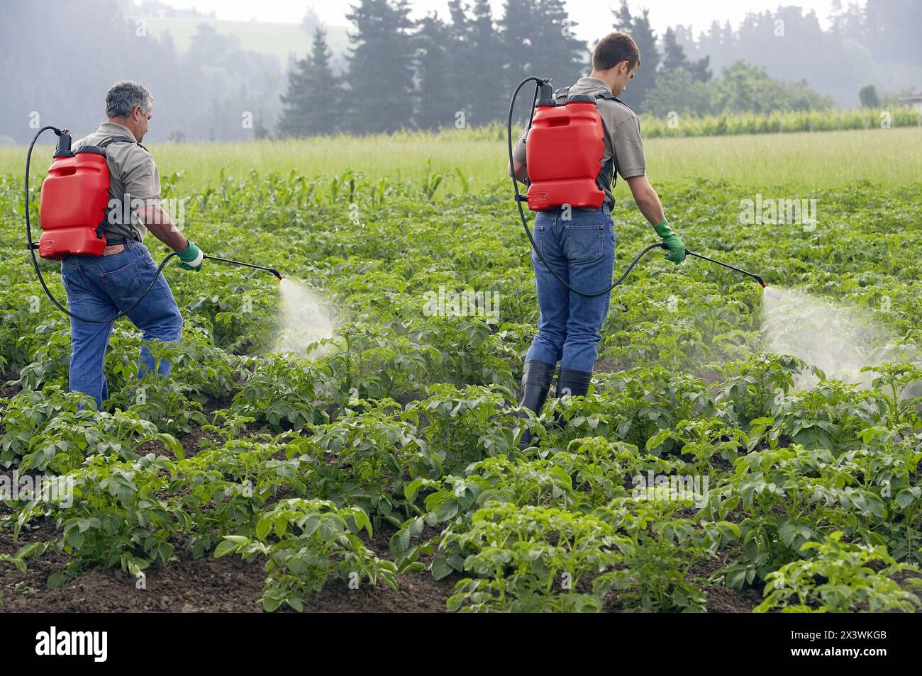 Farmers treating potato plants with sprayer (fertilizer, insecticide ...