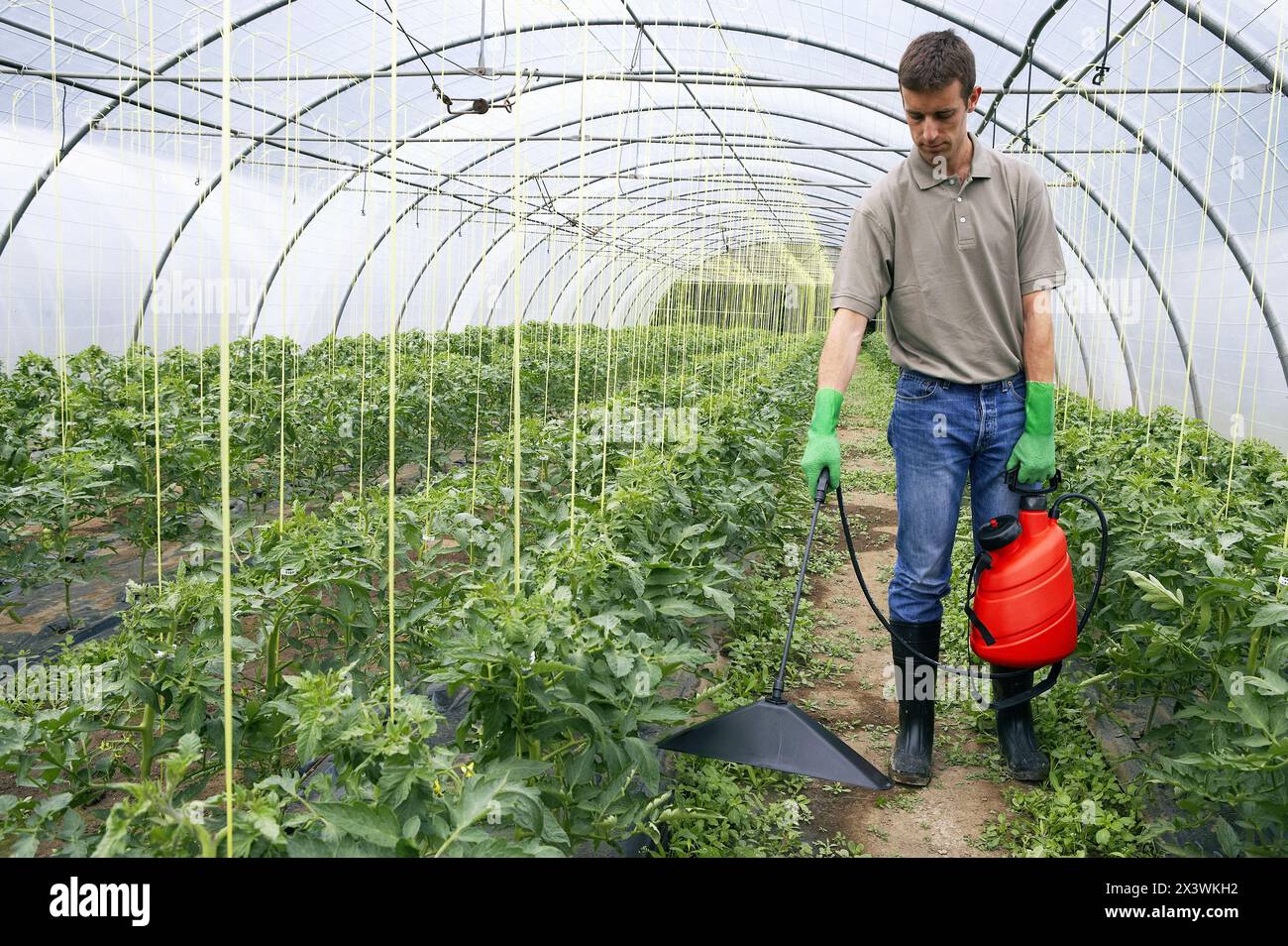 Farmer applying herbicide with bell sprayer. Tomato plant. Greenhouse ...