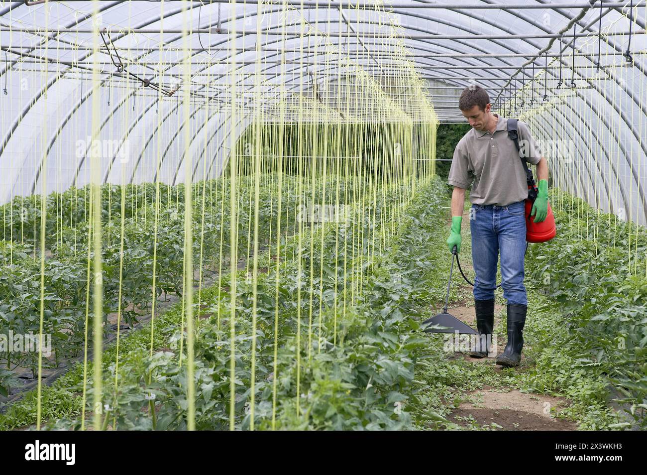 Farmer applying herbicide with bell sprayer. Tomato plant. Greenhouse ...