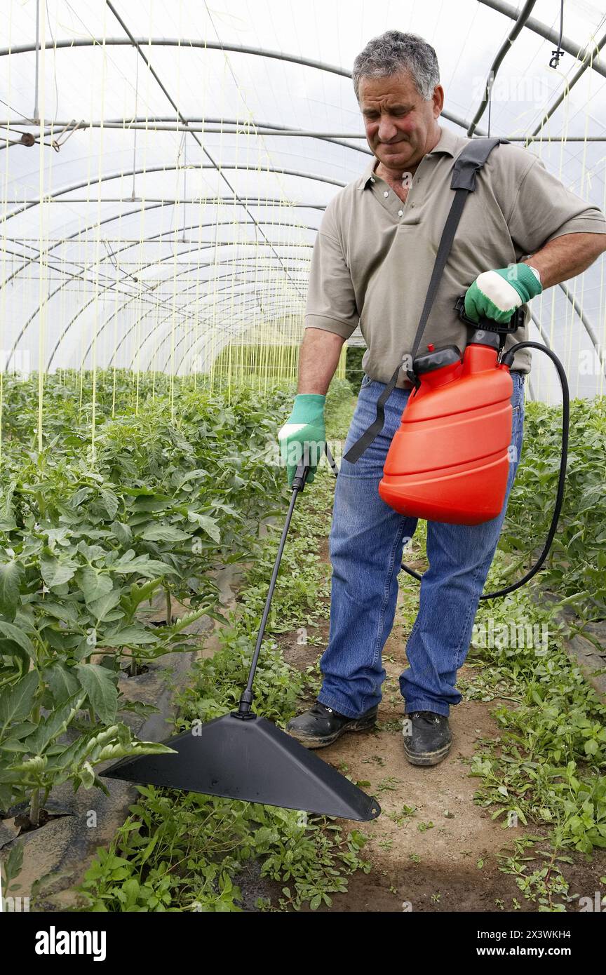 Farmer applying herbicide with bell sprayer. Tomato plant. Greenhouse ...