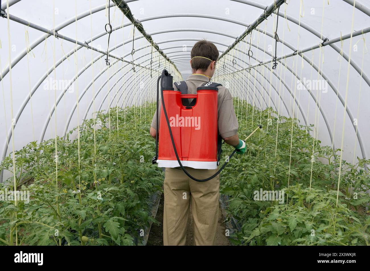 Farmer using sprayer in tomatoe greenhouse Stock Photo - Alamy