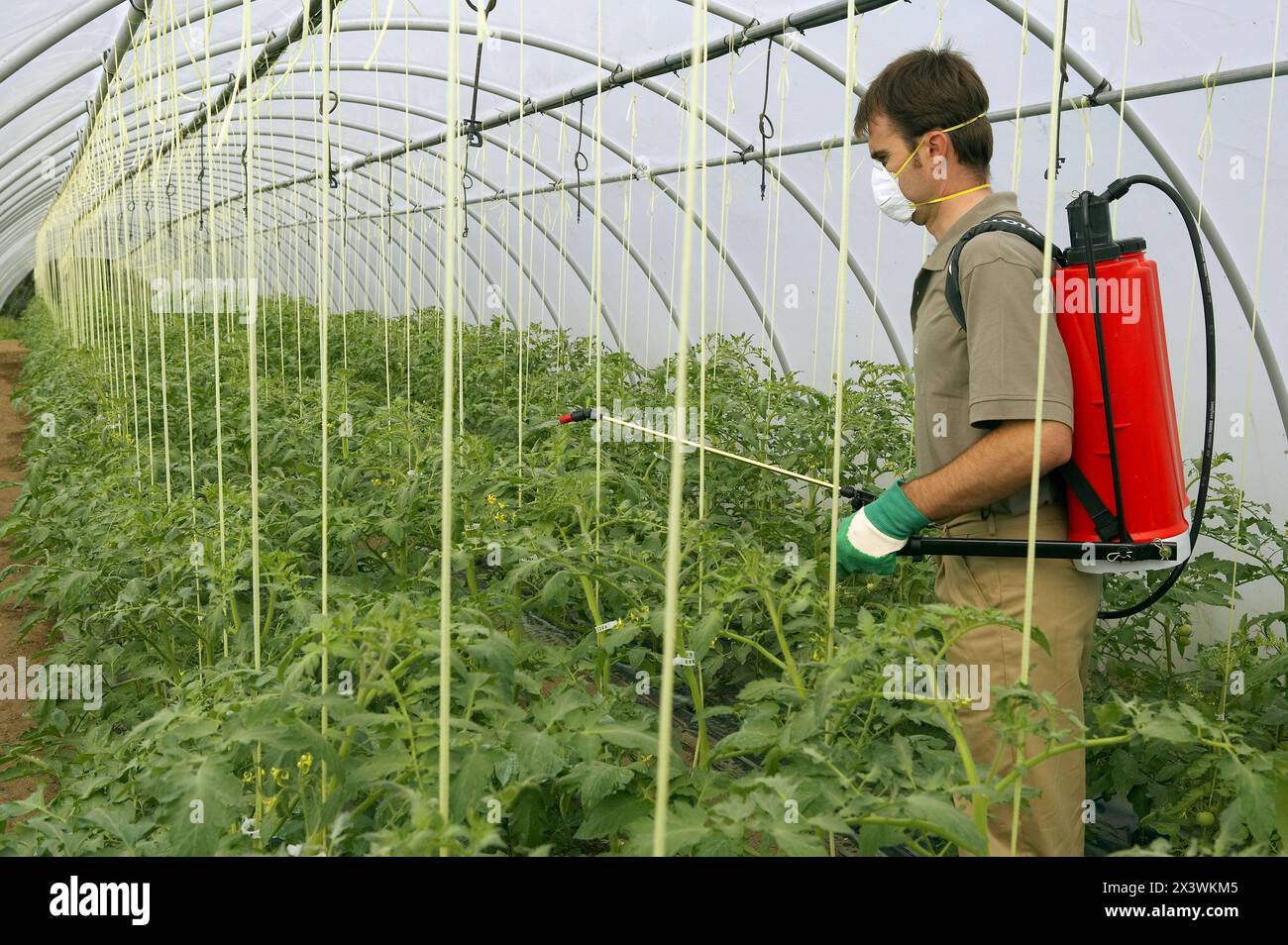 Farmer using sprayer in tomatoe greenhouse Stock Photo - Alamy