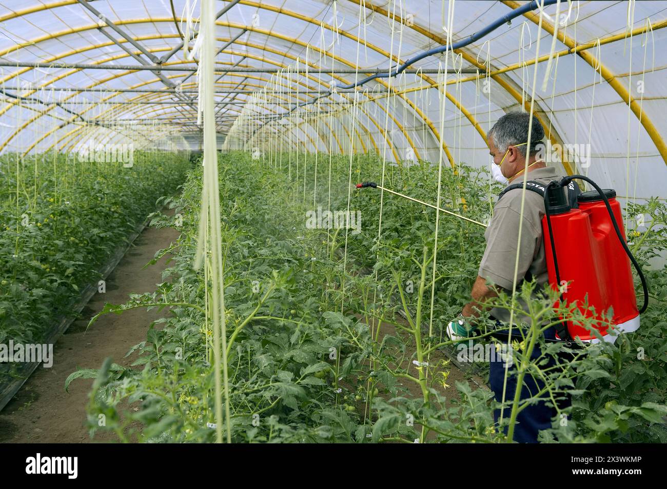 Farmer using sprayer in tomatoe greenhouse Stock Photo - Alamy