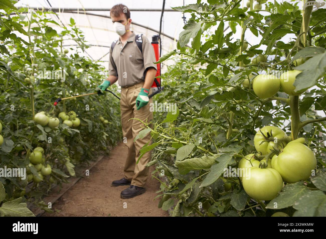 Farmer using sprayer in tomatoe greenhouse Stock Photo - Alamy