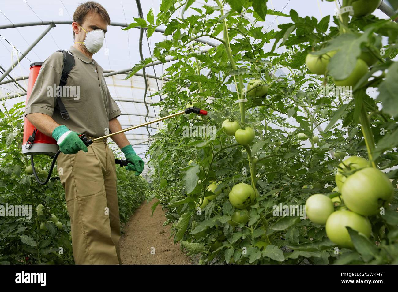 Farmer using sprayer in tomatoe greenhouse Stock Photo - Alamy