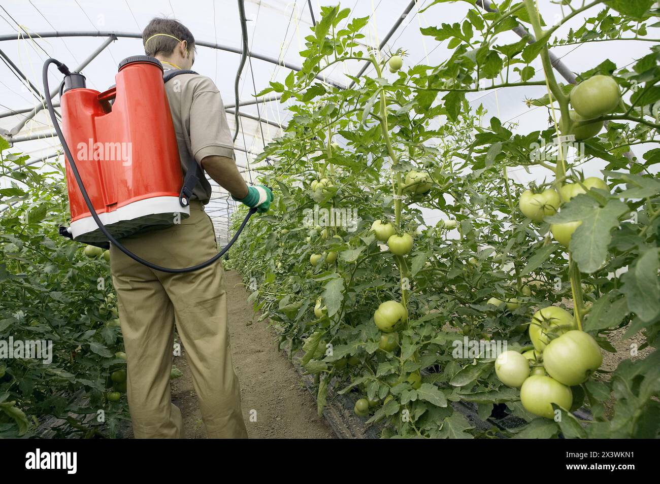 Farmer using sprayer in tomatoe greenhouse Stock Photo - Alamy
