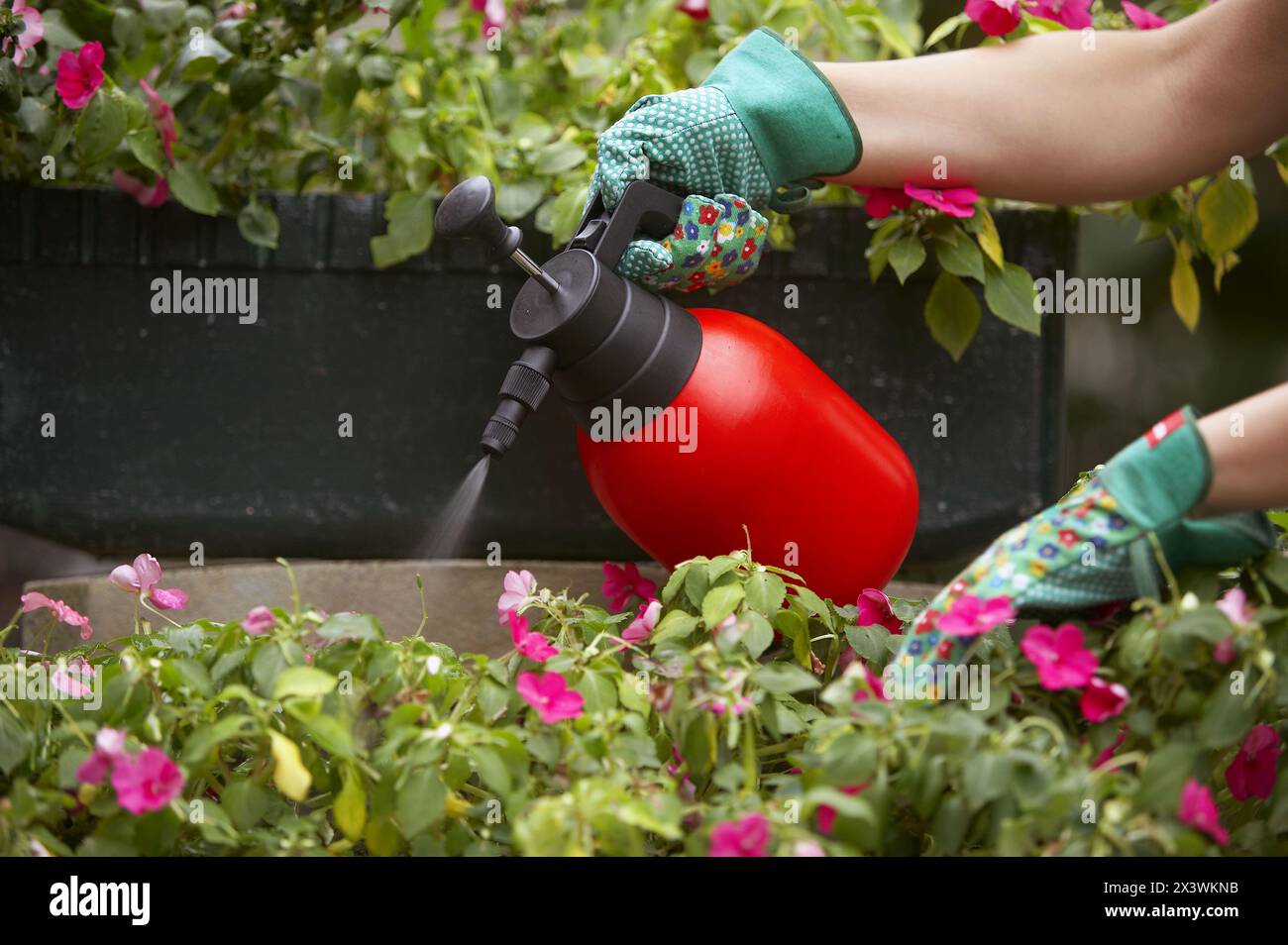 Woman spraying plants pesticides hi-res stock photography and images ...