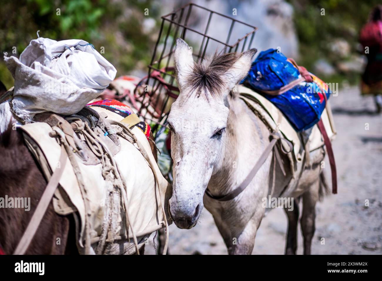 Old donkey carrying goods on the trail in Nepalese Himalayas Stock ...