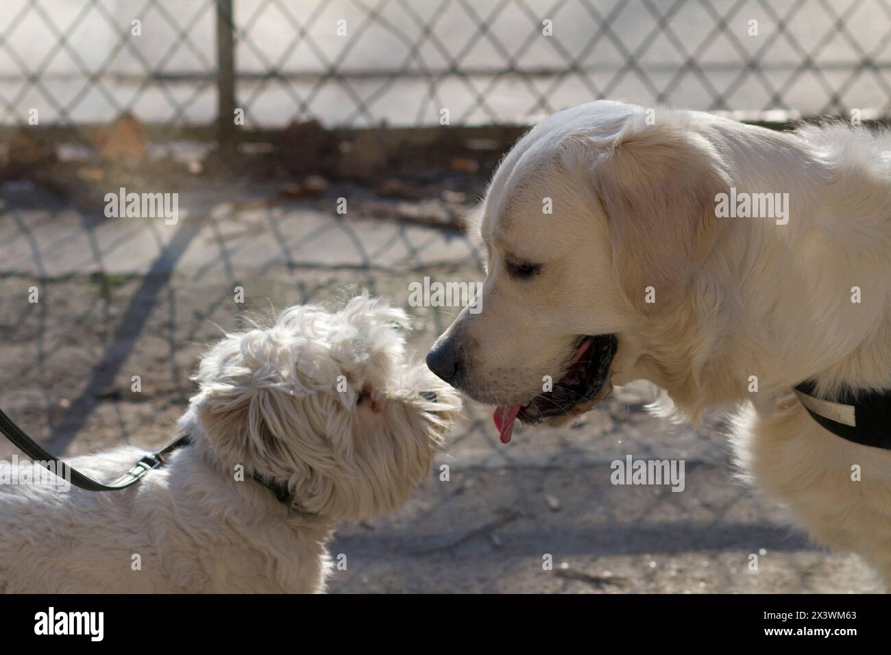 France, Paris, 75, close up shot on two dogs meeting up Stock Photo - Alamy