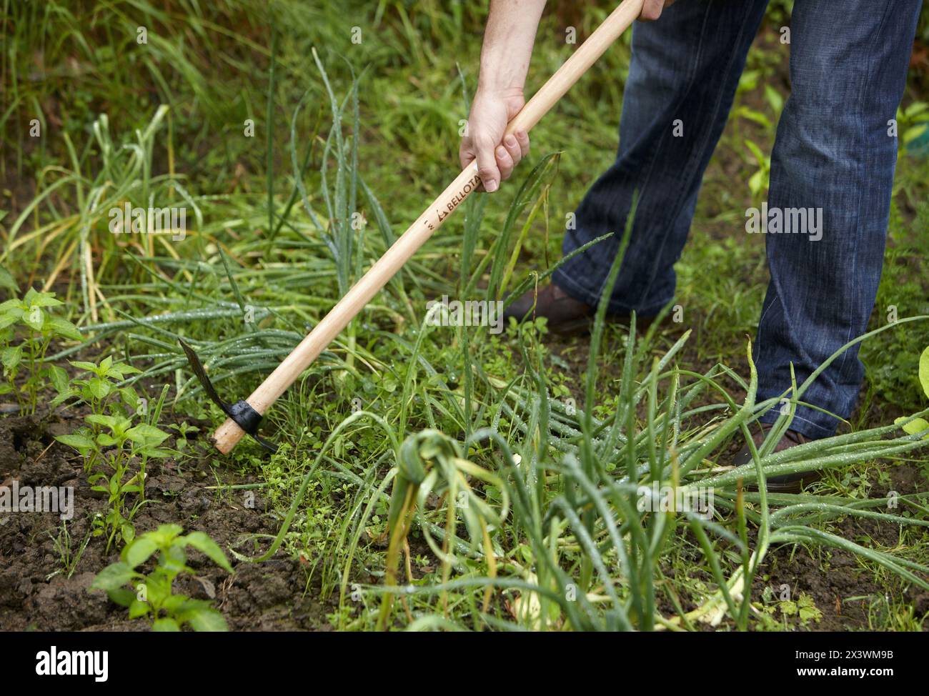 Farmer using hoe, hand tool, farming, kitchen garden, Guipuzcoa, Basque ...