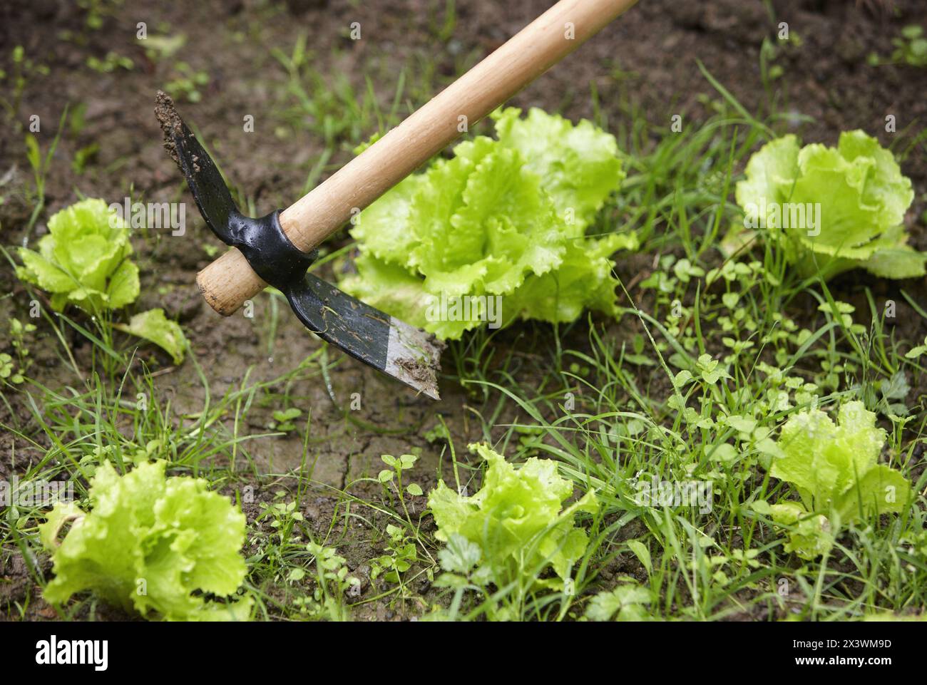 Farmer using hoe hand tool hi-res stock photography and images - Alamy
