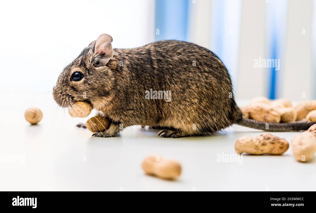 Degu squirrel or Octodon degus gnaw peanut standing on white table ...