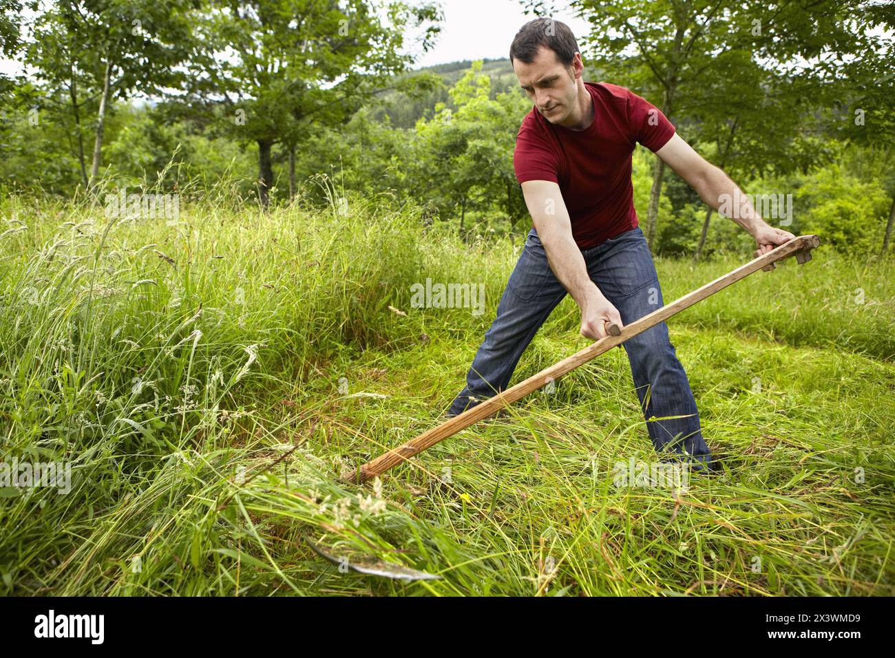 Man using scythe, hand tool, farming, Guipuzcoa, Basque Country, Spain ...