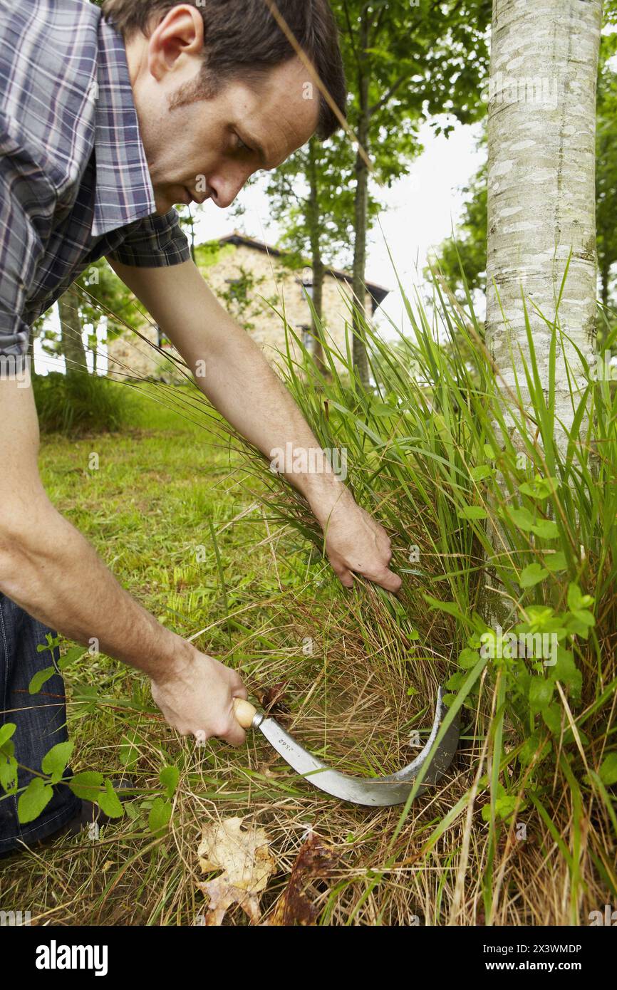 Farmer using sickle Stock Photo - Alamy