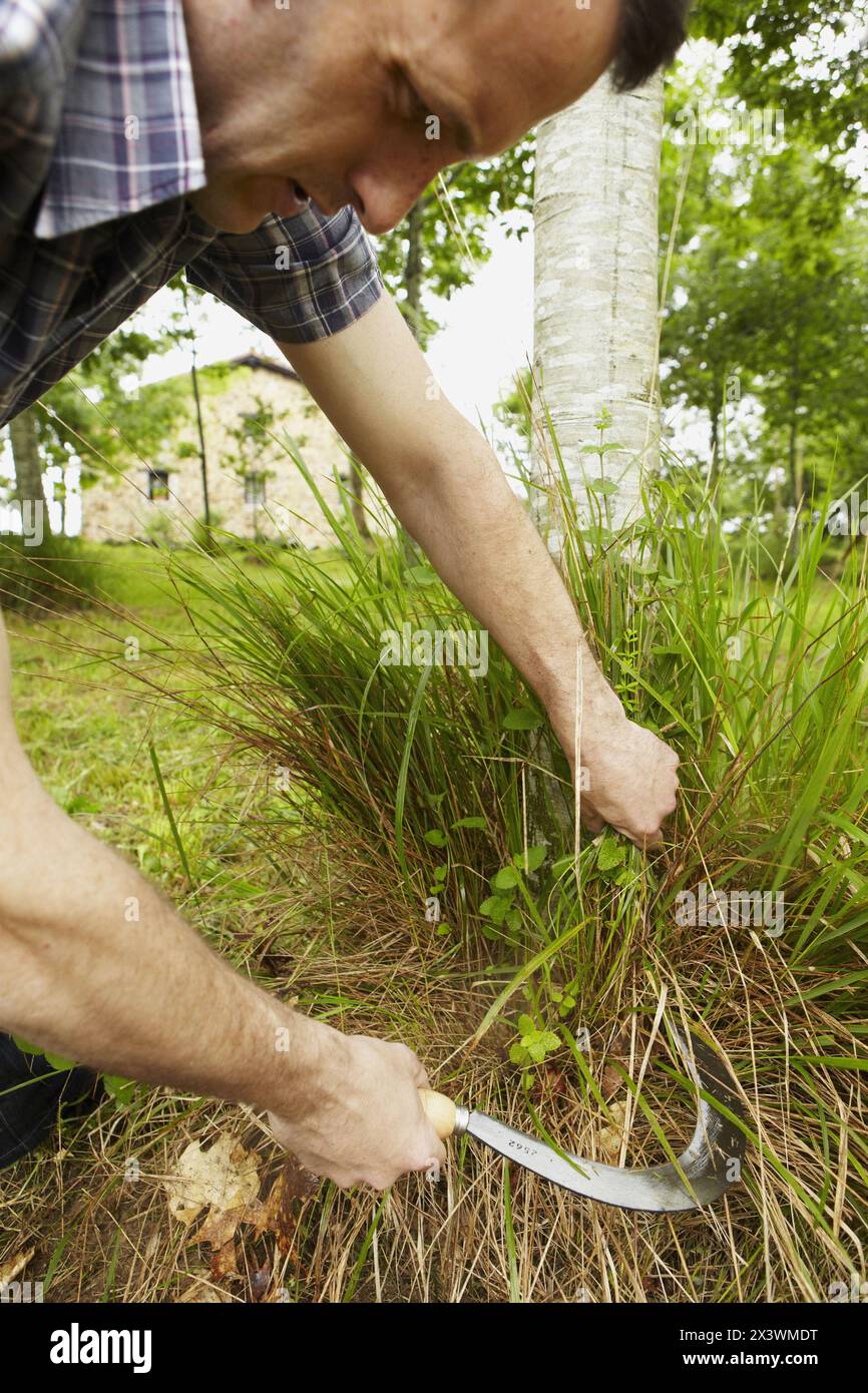 Farmer using sickle Stock Photo - Alamy