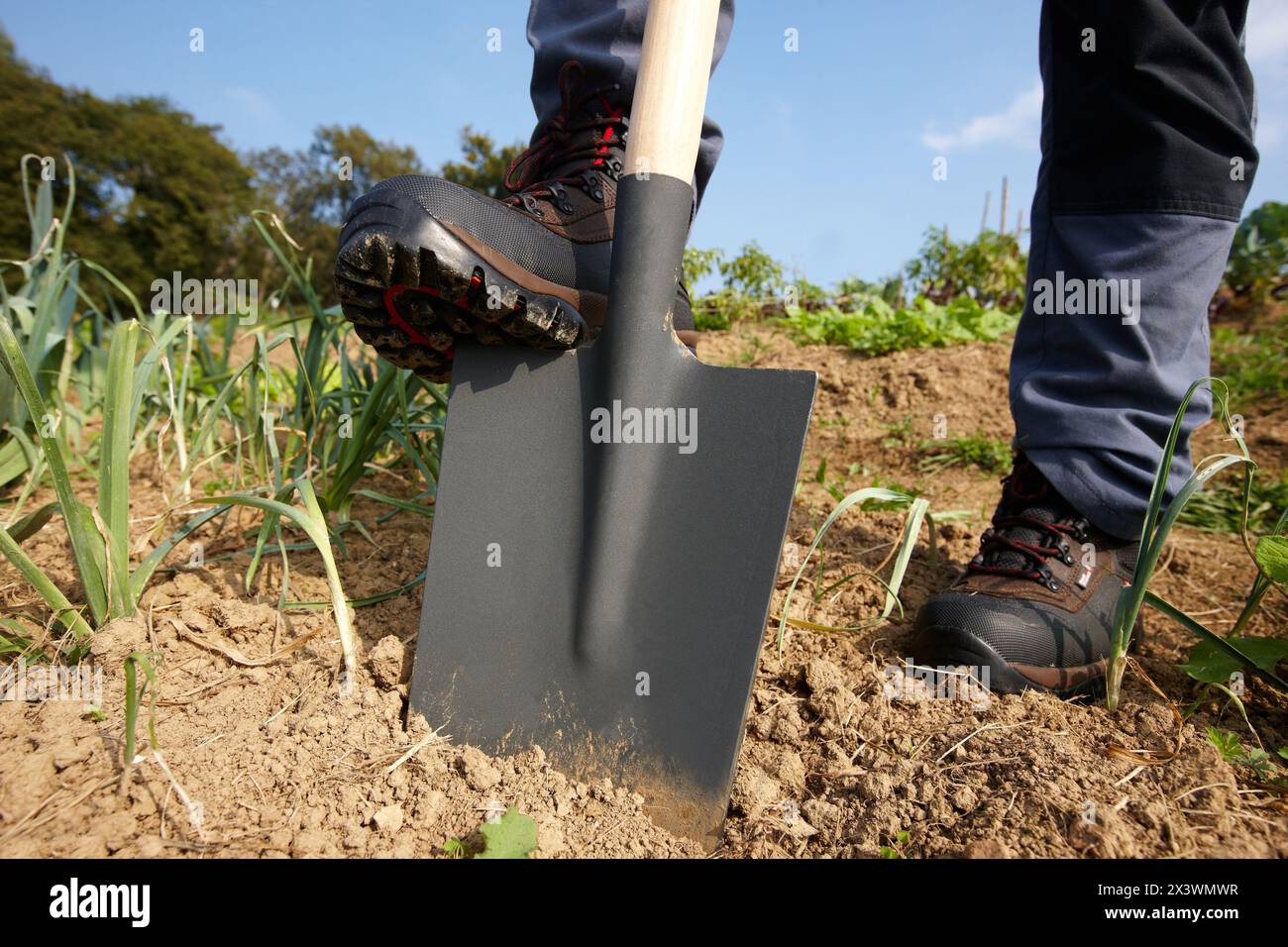 Farmer digging and turning the soil with a shovel, Agricultural and ...