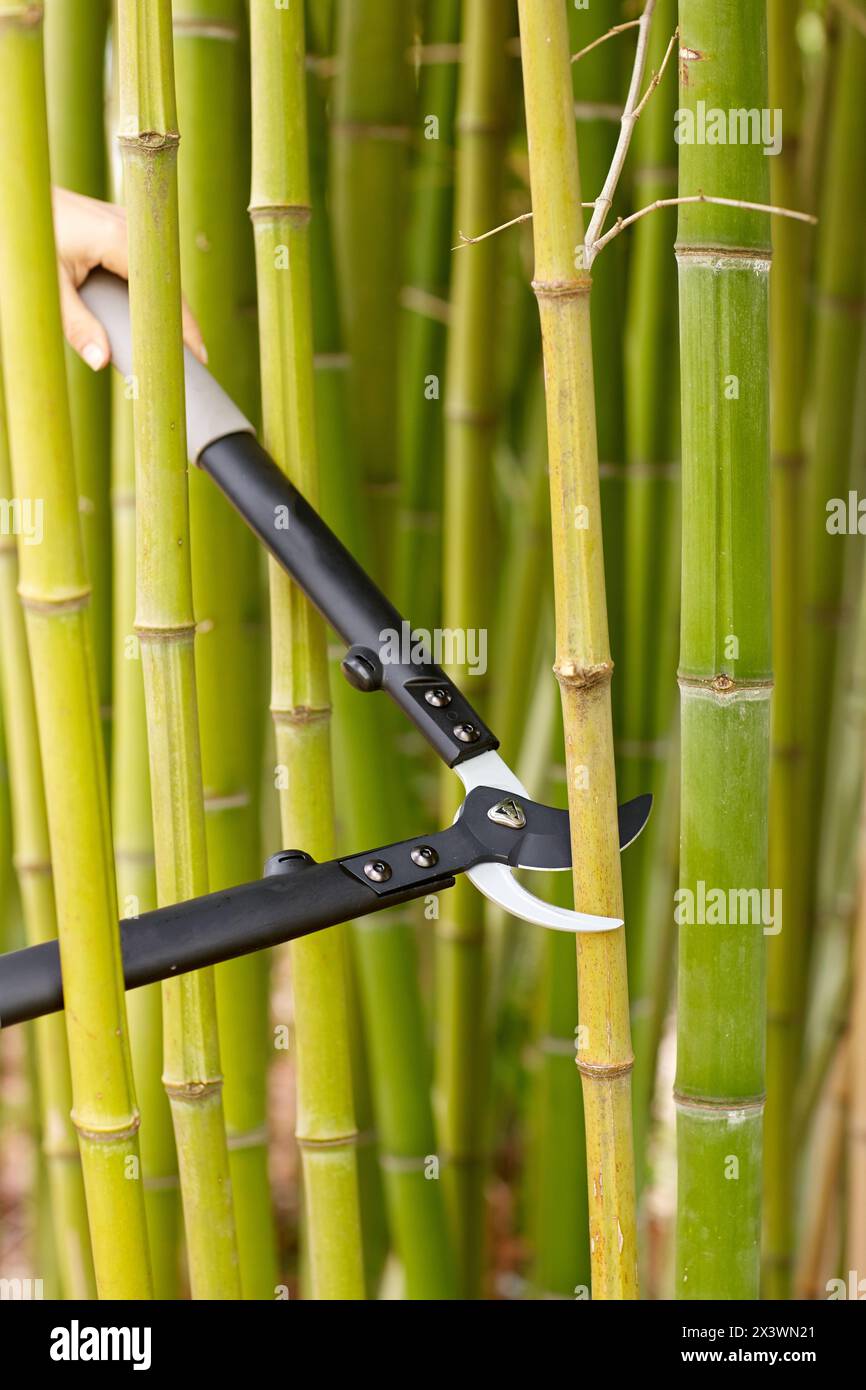 Hand cutting stalk hi-res stock photography and images - Alamy