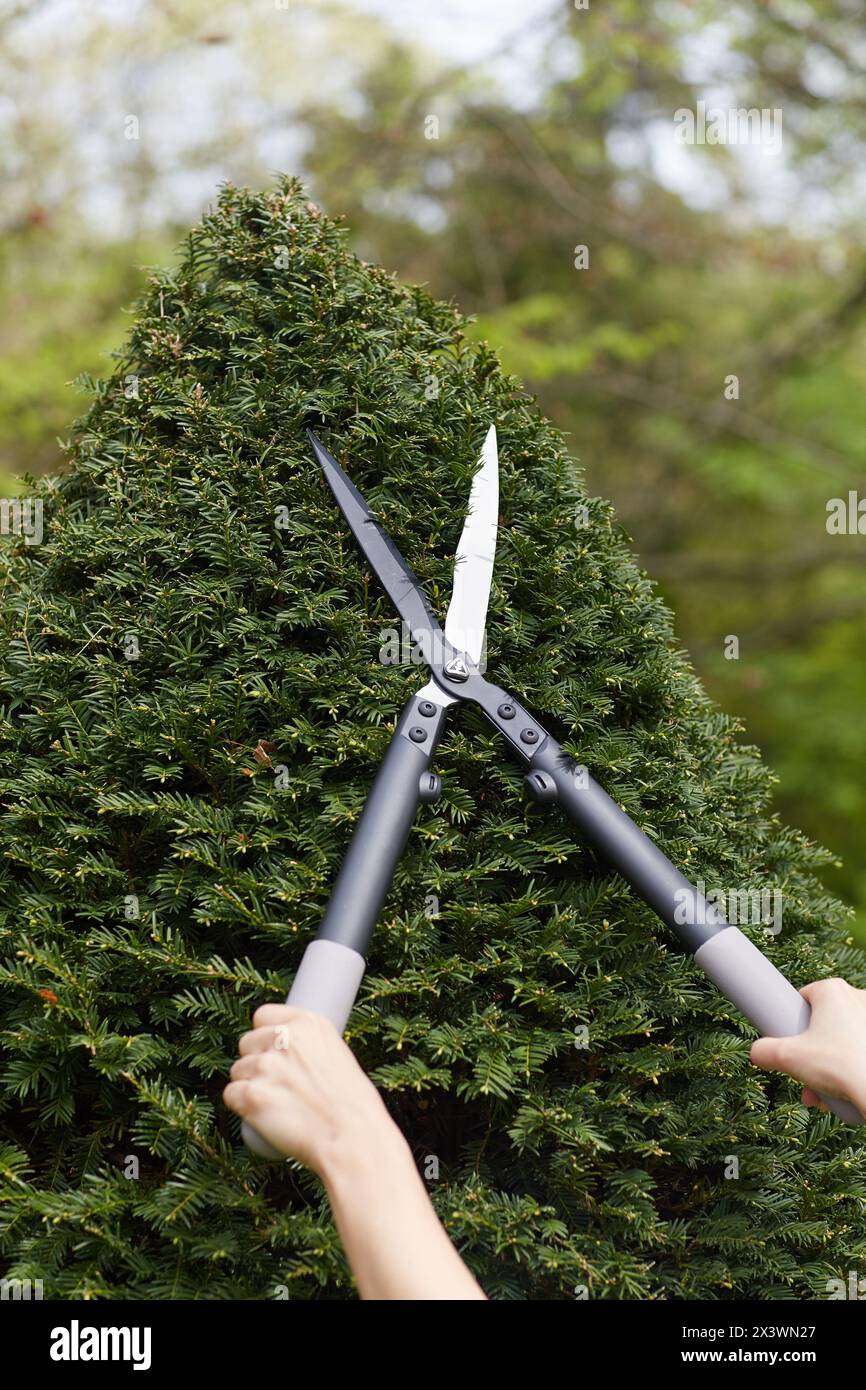 Hedge trimmers, Hand tool, Garden, Gardener pruning bush Stock Photo ...
