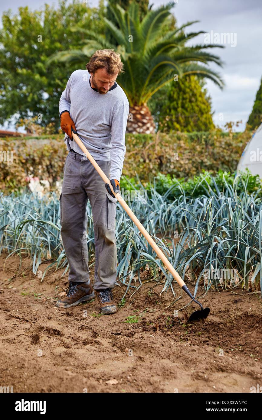 Farmer cultivating land with hand tool, Leek field, Orchard, Calahorra ...