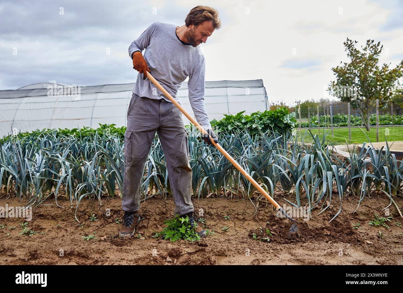Farmer cultivating land with hand tool, Leek field, Orchard, Calahorra ...