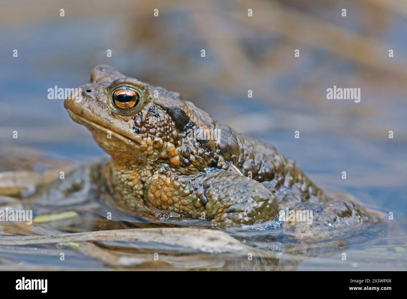 European Toad, Common Toad (Bufo bufo). Male in spawning water. Germany Stock Photo - Alamy