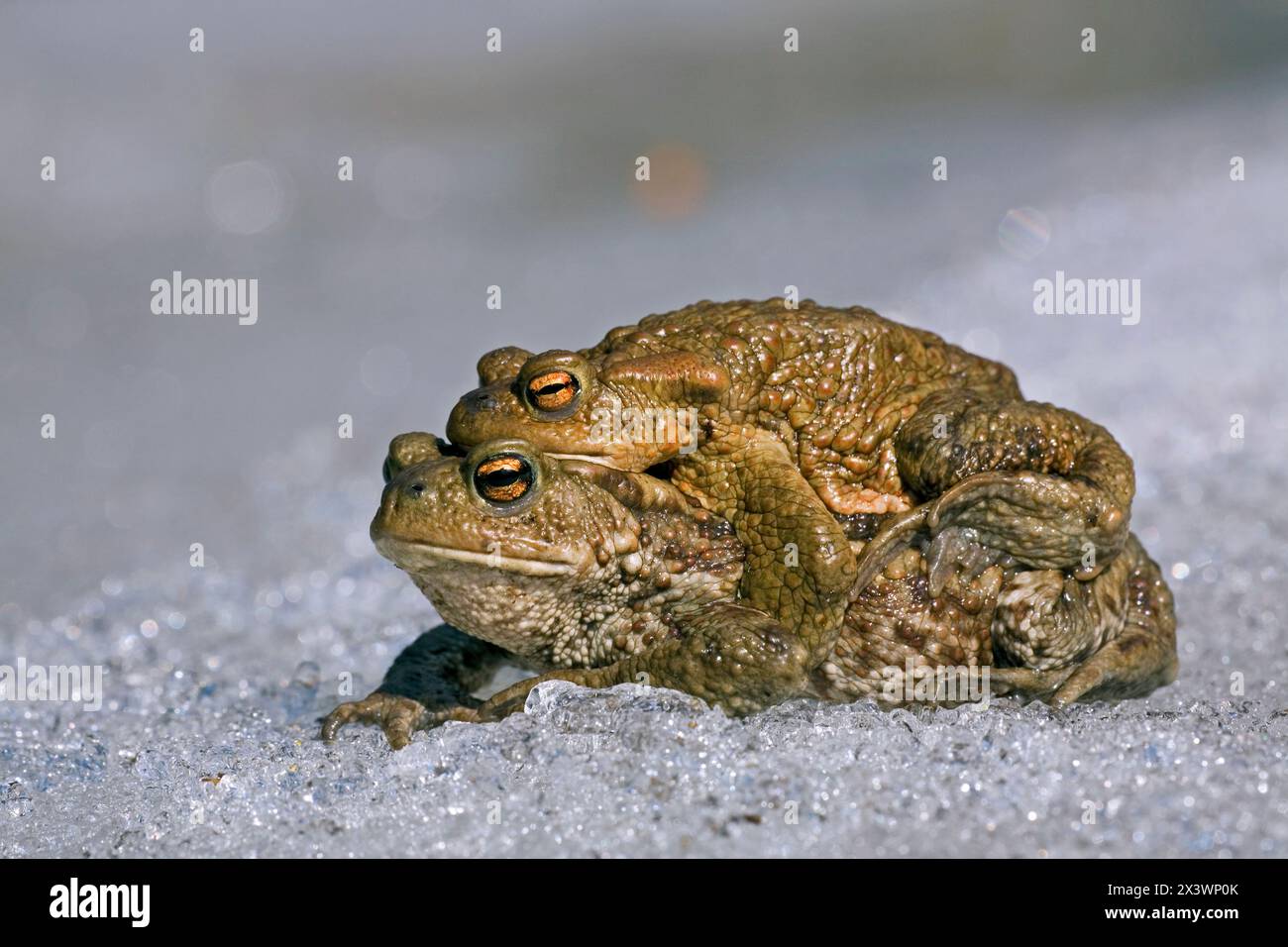 European Toad, Common Toad (Bufo bufo). Pair in amplexus on its breeding migration on snow ...