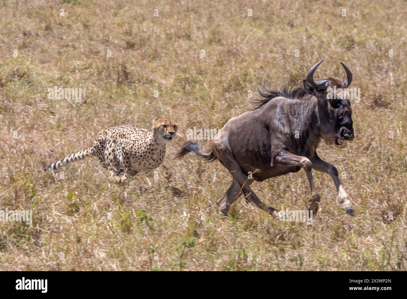 Cheetah (Acinonyx jubatus) chasing wildebeest. Masai Mara, Kenya Stock ...
