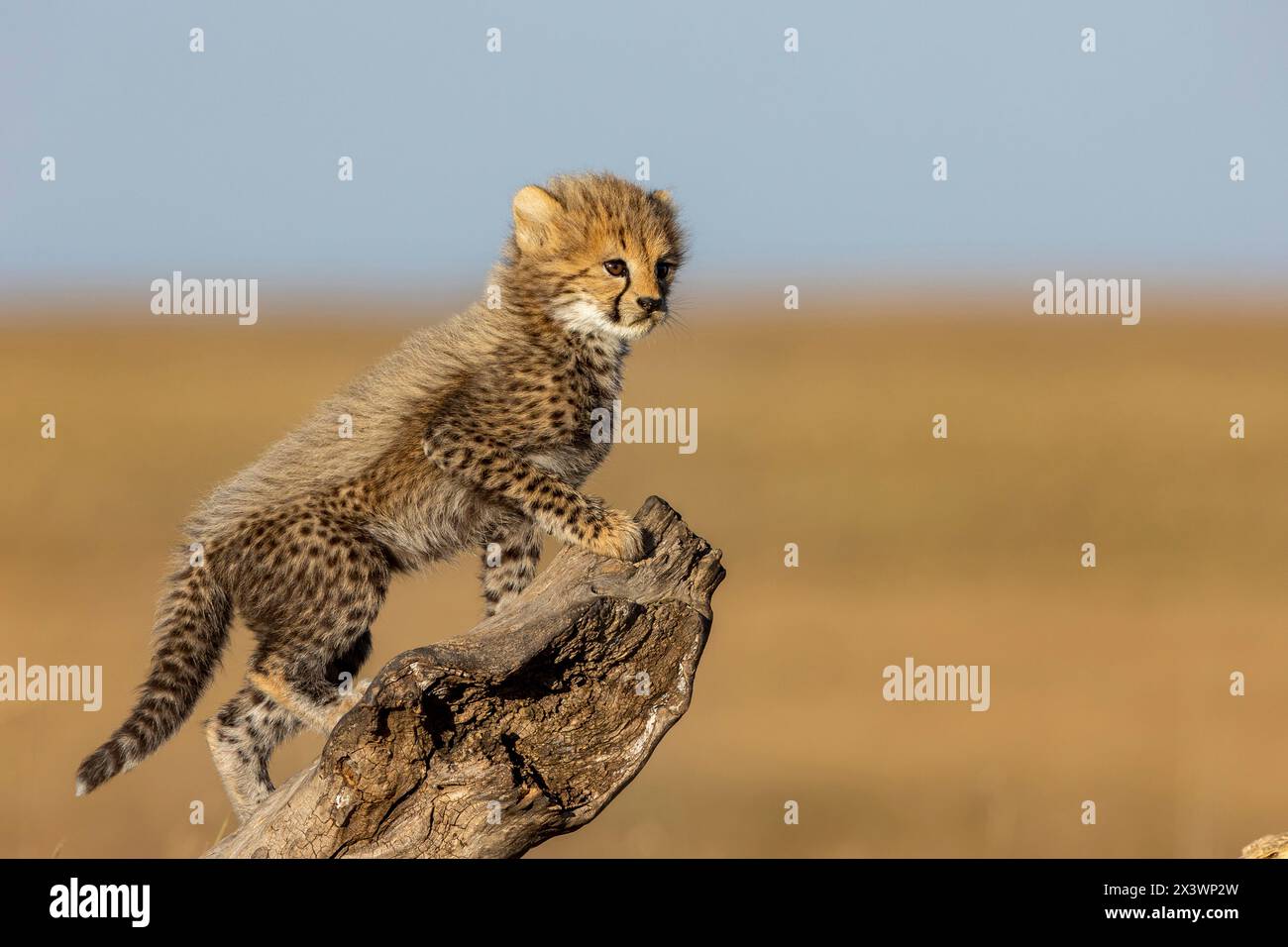 Cheetah (Acinonyx jubatus). Cub climbing on a dead tree in savanna ...