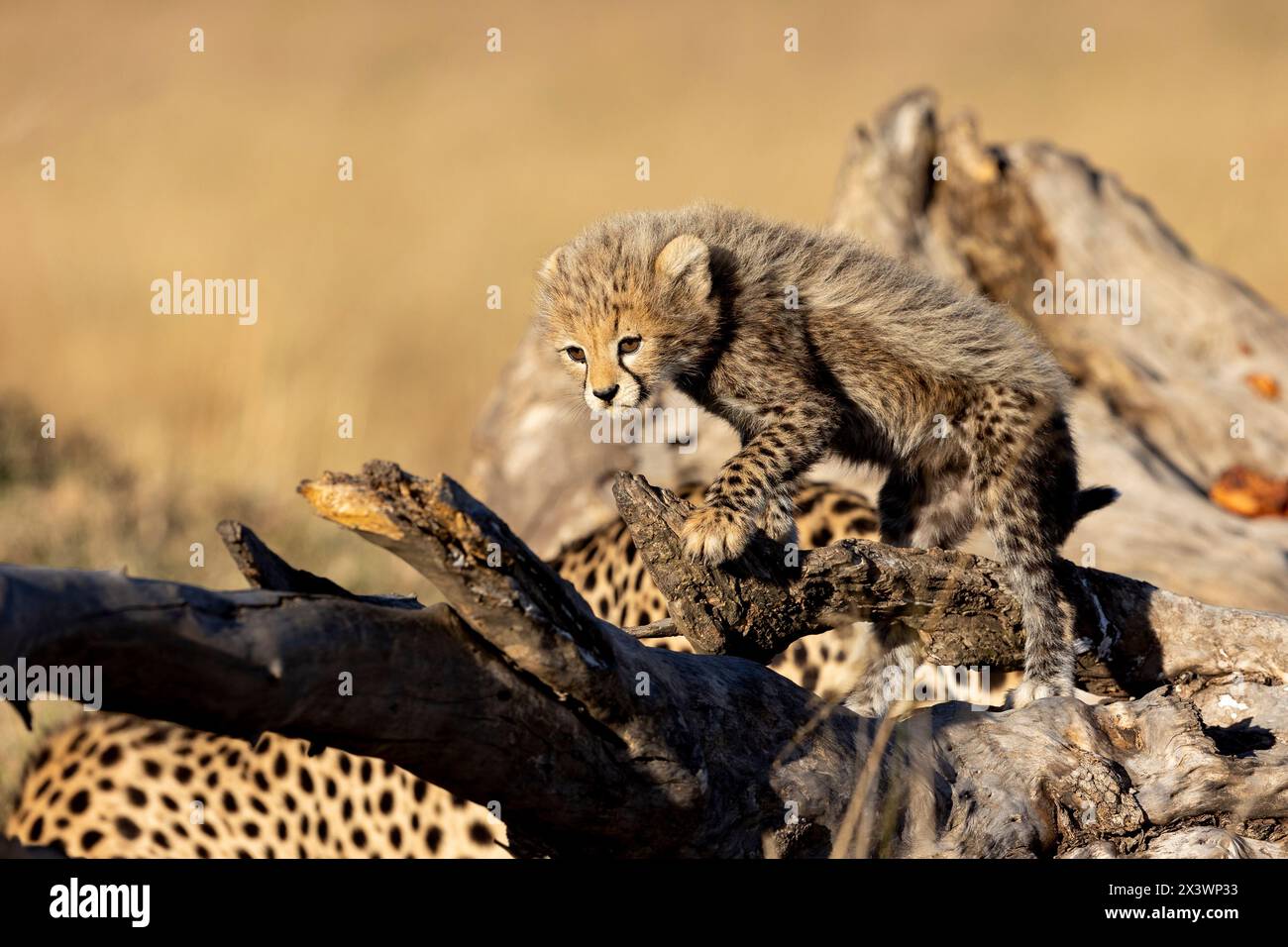 Cheetah (Acinonyx jubatus). Cub climbing on a dead tree in savanna ...