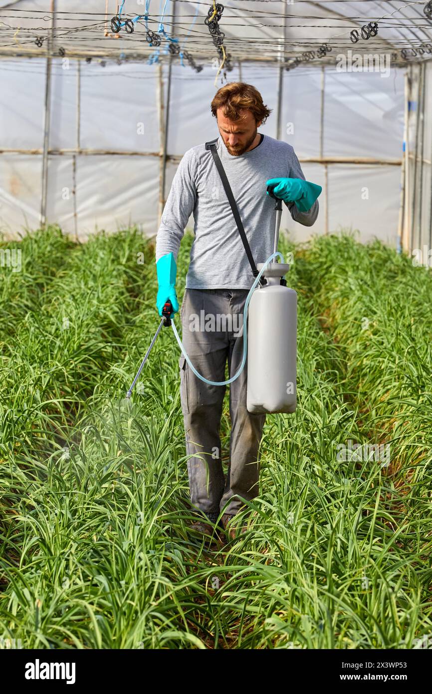 Farmer spraying plants in greenhouse with sprayer, Orchard, Calahorra ...
