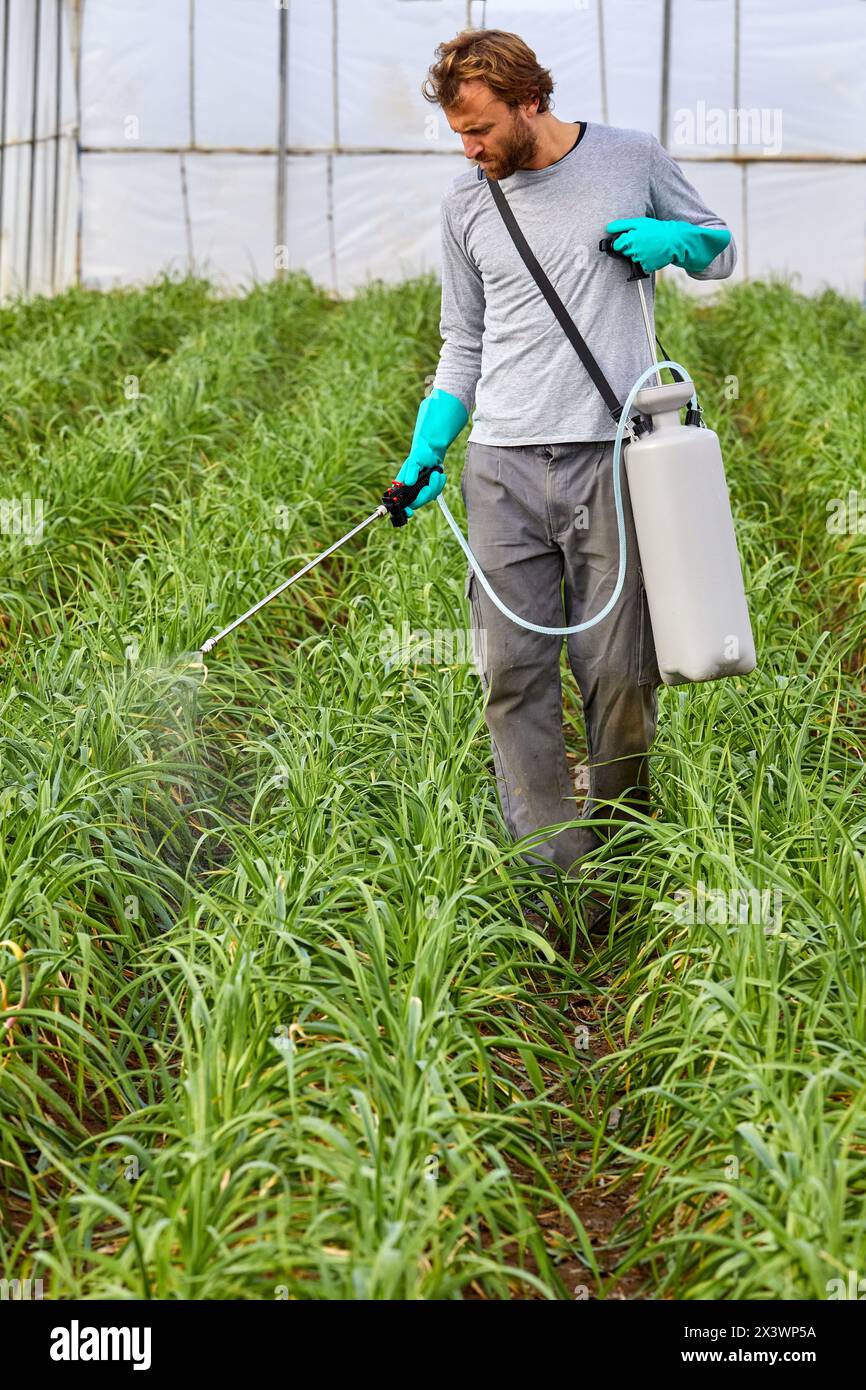 Farmer spraying plants in greenhouse with sprayer, Orchard, Calahorra ...
