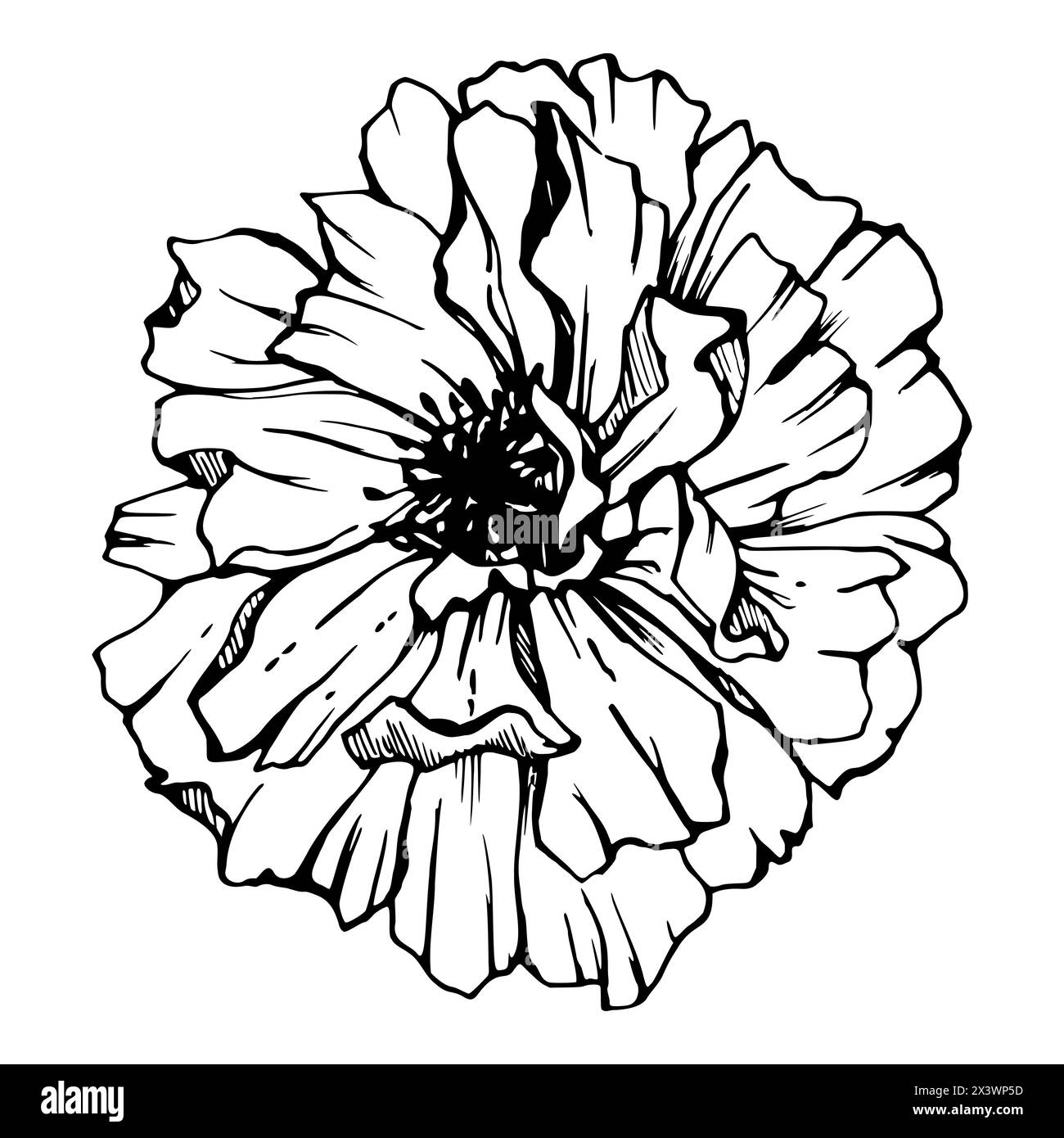 White lisianthus flowers Stock Vector Images - Alamy