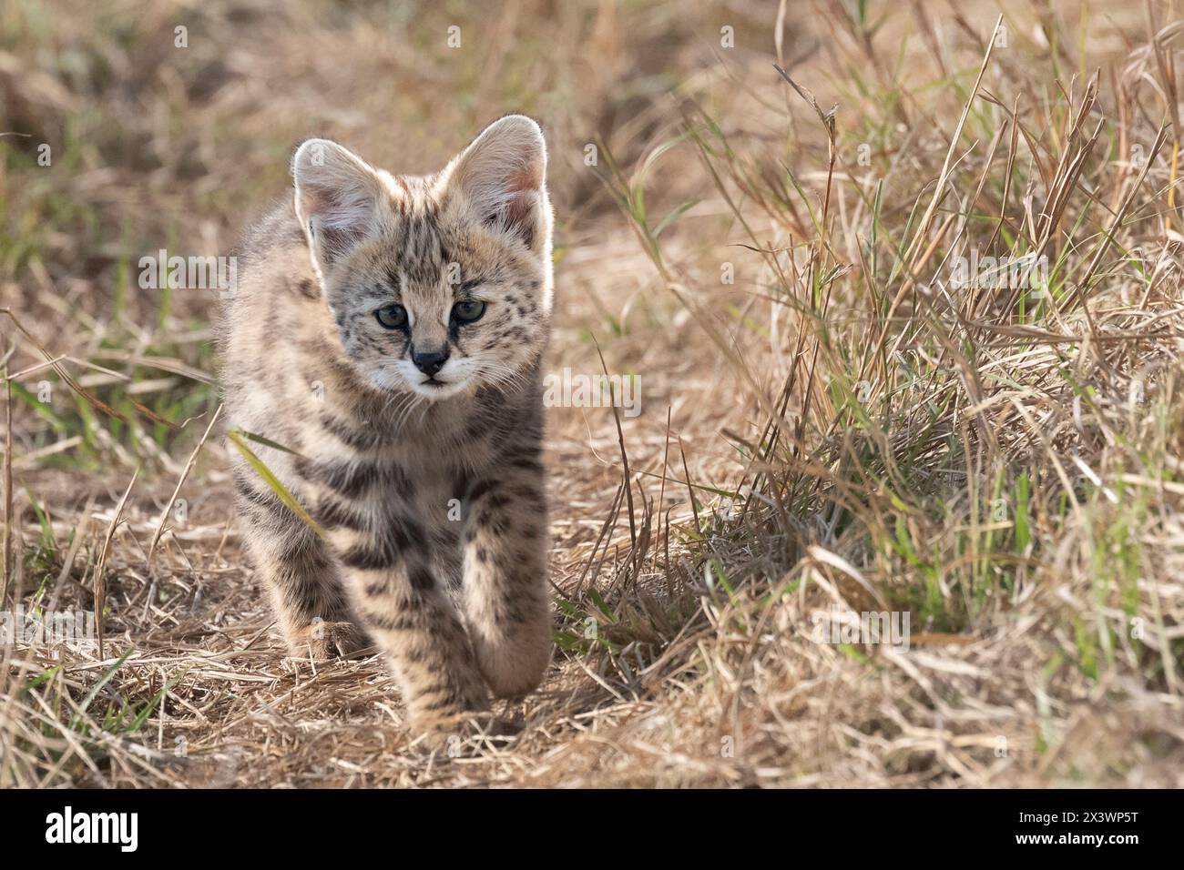 Serval de africa hi-res stock photography and images - Alamy