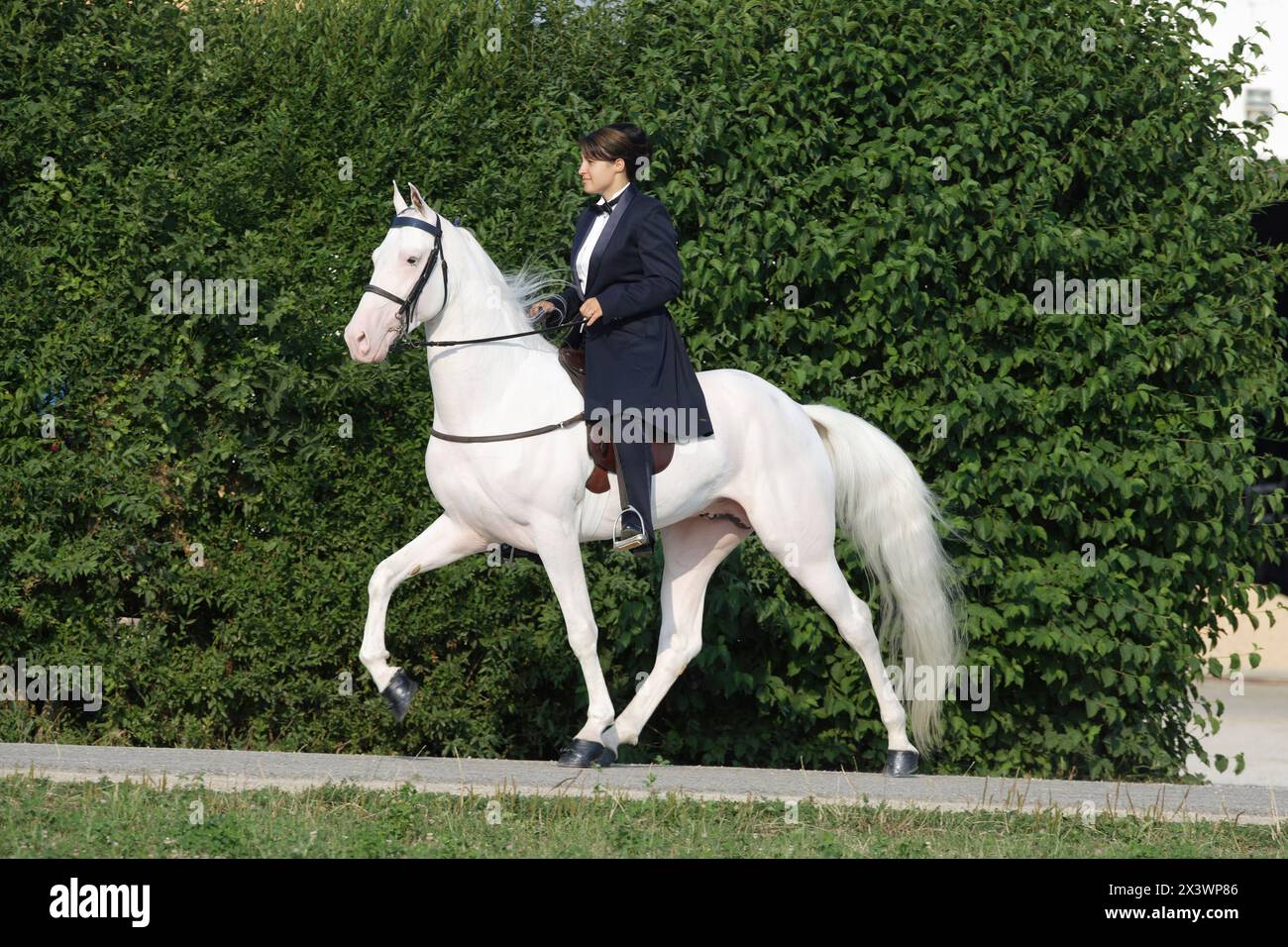 Tennessee Walking Horse. A rider on dominant white stallion performing ...