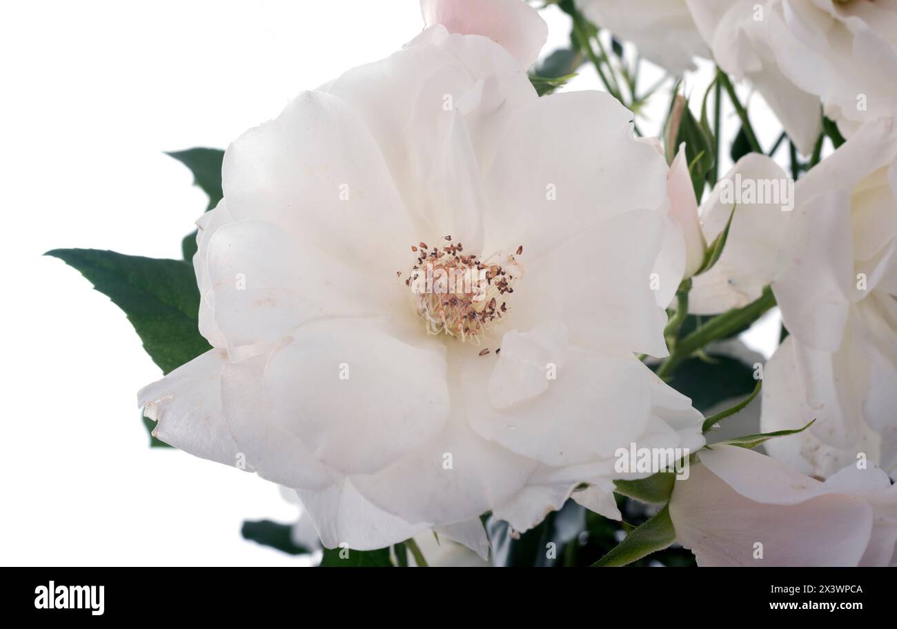 white rose bush in front of white background Stock Photo - Alamy